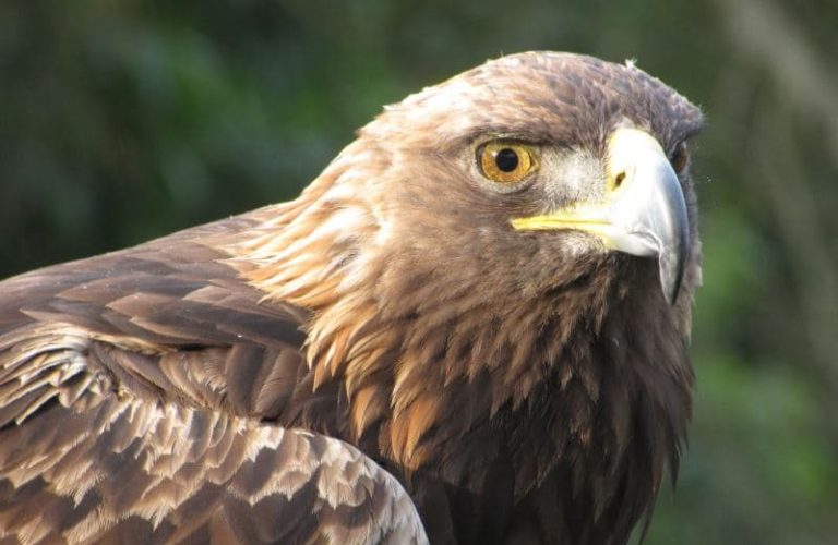 ⚫ 🐦 Aguia Dourada (Aquila chrysaetos) Caracteristicas, Aspecto da Ave ...