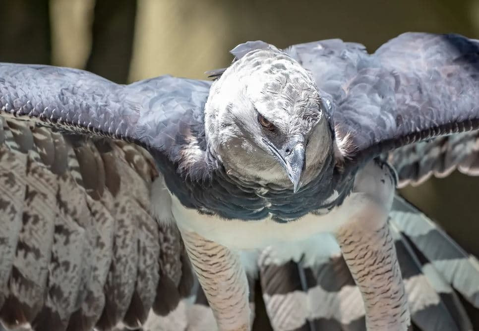 ⚫ 🐦 ÁguiaHarpia (Harpia harpyja) Caracteristicas, Habitat e estão em ...