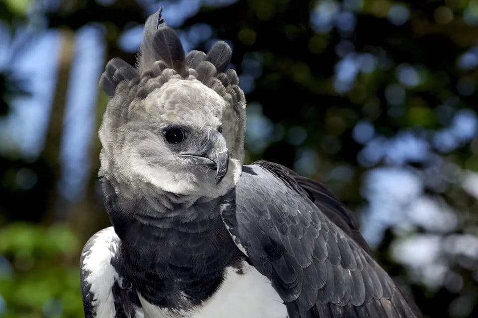 ⚫ 🐦 ÁguiaHarpia (Harpia harpyja) Caracteristicas, Habitat e estão em ...