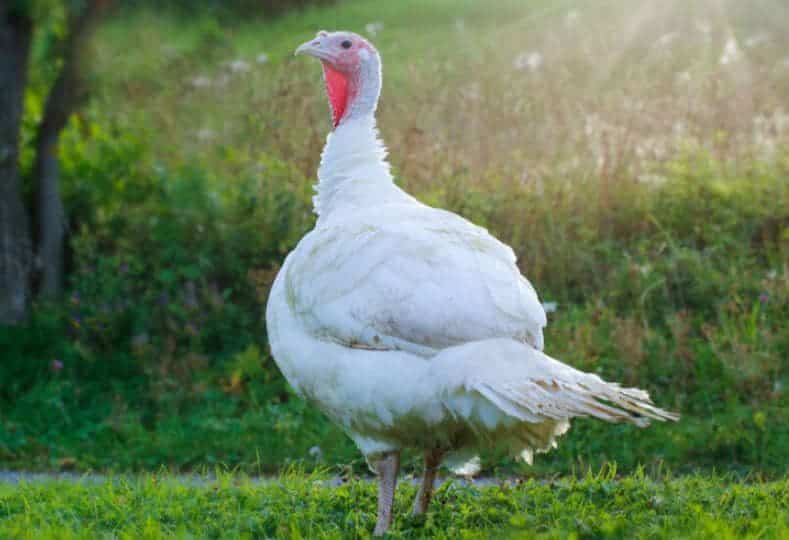 ⚫ 🐦 As 7 raças mais conhecidas da Peru no Mundo