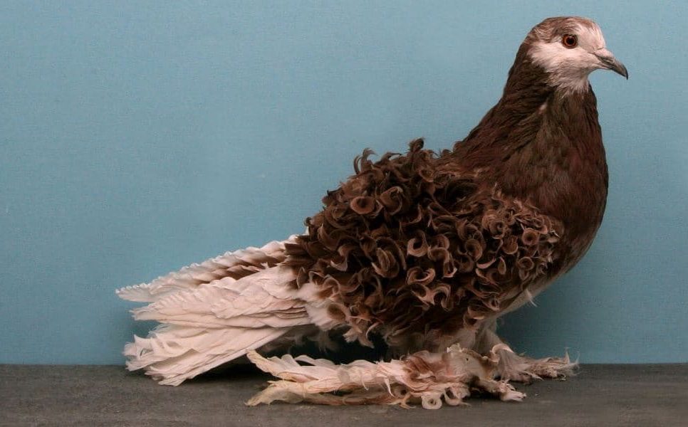⚫ 🐦 O Pássaro de Penas Encaracoladas 😍 Pombo Frillback (Columba livia ...