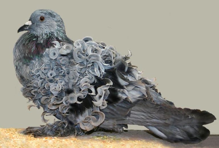 ⚫ 🐦 O Pássaro de Penas Encaracoladas 😍 Pombo Frillback (Columba livia ...