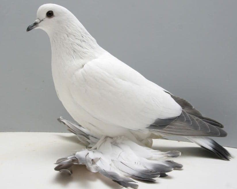⚫ 🐦 12 Raças mais Bizarras de Pombos de Fantasia