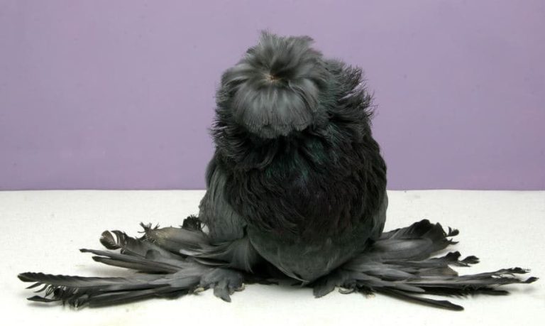 ⚫ 🐦 Pombos de Fantasía | Características e usos do Trompetista Inglês
