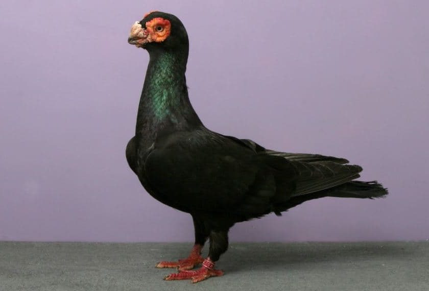 ⚫ 🐦 12 Raças mais Bizarras de Pombos de Fantasia