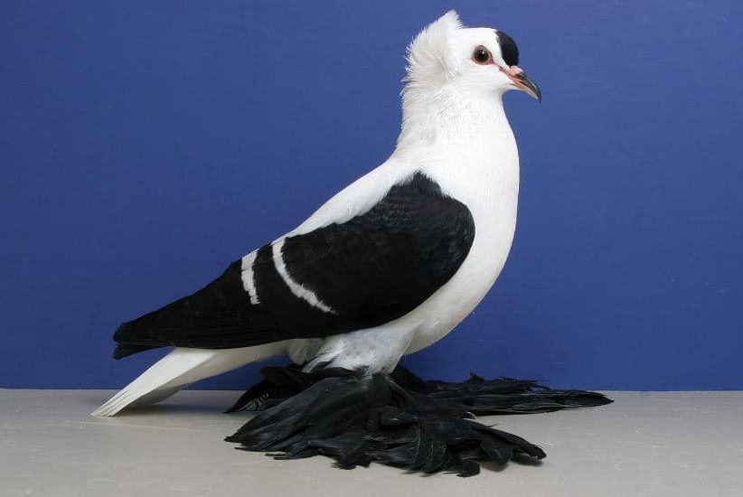 ⚫ 🐦 12 Raças mais Bizarras de Pombos de Fantasia