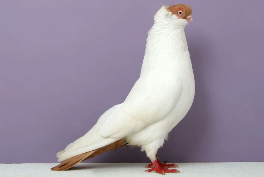 ⚫ 🐦 12 Raças mais Bizarras de Pombos de Fantasia