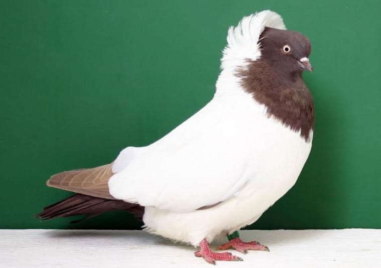 ⚫ 🐦 12 Raças mais Bizarras de Pombos de Fantasia