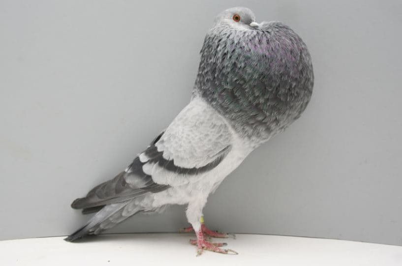 ⚫ 🐦 Pouter Pigeon Inglês | Caracteristicas do Pombo de Fantasía