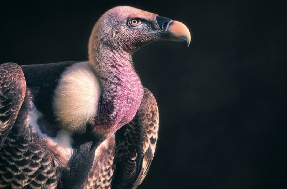 ⚫ 🐦 20+ Fatos Divertidos sobre Abutres