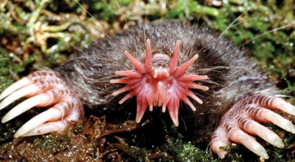 ⚫ 🐦 Animais com as Maiores Garras | E uma é um Pássaro!