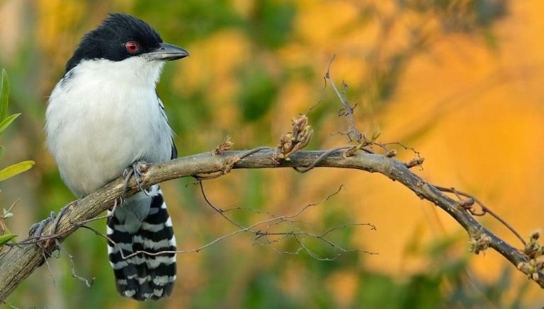 ⚫ 🐦 Taraba Major O Pássaro de Olhos Vermelhos
