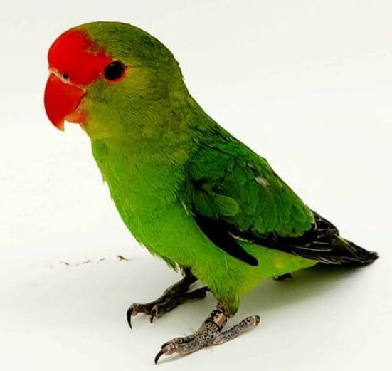 ⚫ 🐦 O Agapornis Taranta: Cores Vibrantes e Comportamento Fascinante